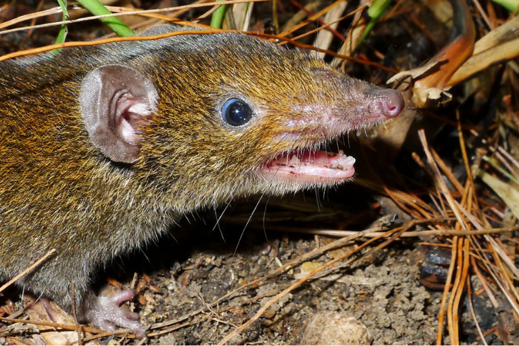 The Vampire Hedgehog and 8 Other Fascinating New Species Discovered
