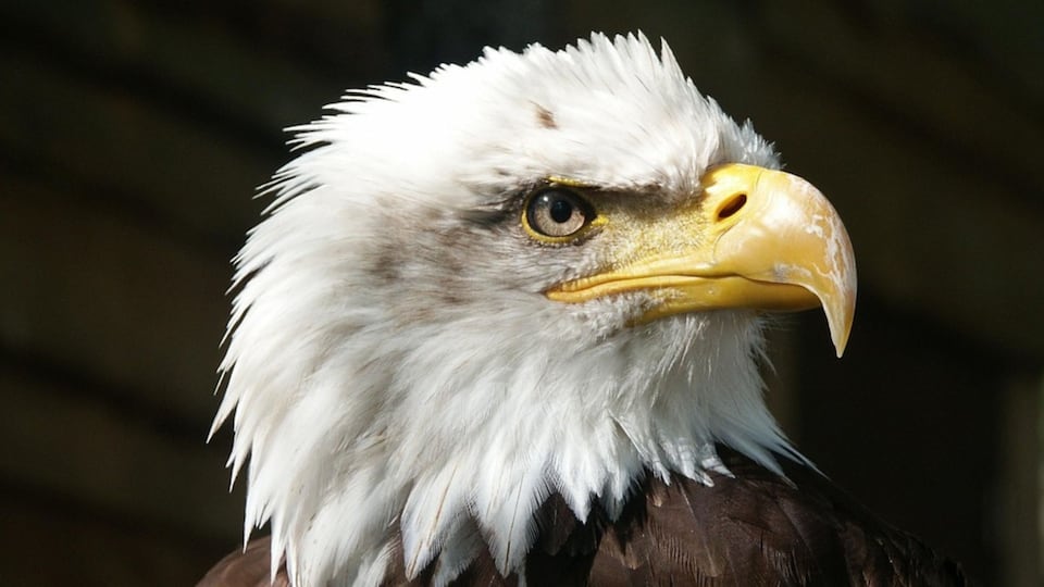 Bald eagles in Florida die after contracting bird flu, wildlife officials say