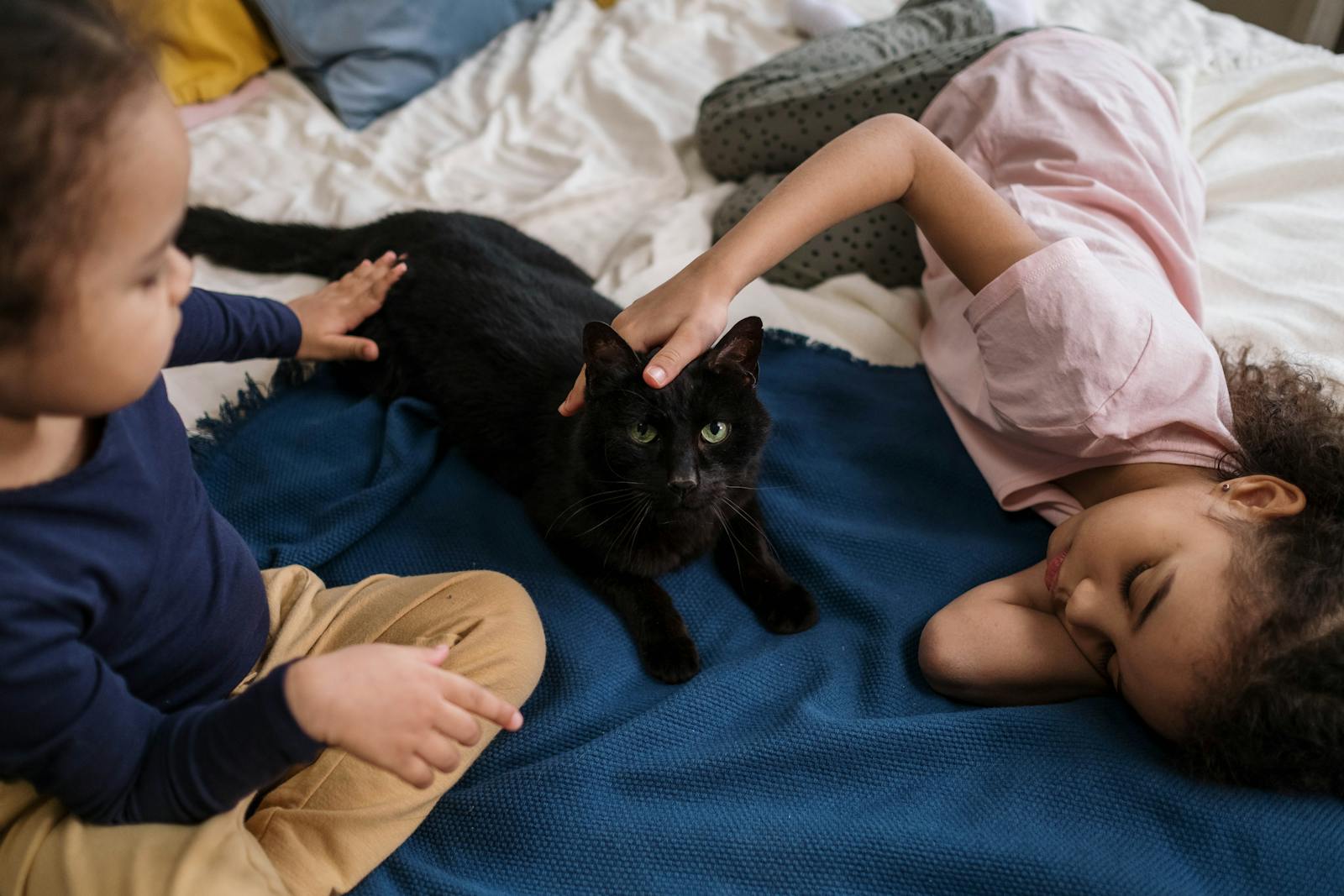 The Top Cat Breeds for Families With Kids