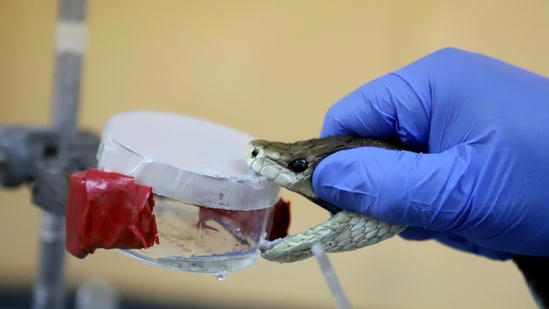 Scientifically Speaking | An AI-driven cure for snake bite victims