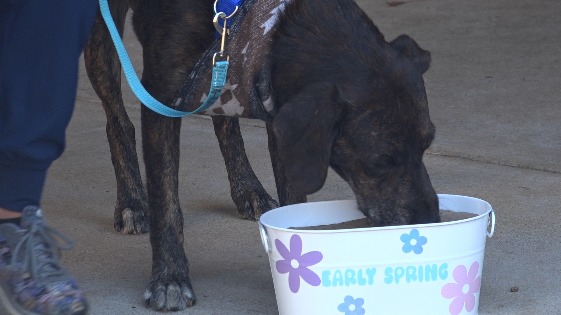 Cosmo predicts early spring at Huntsville’s Ground Dog Day