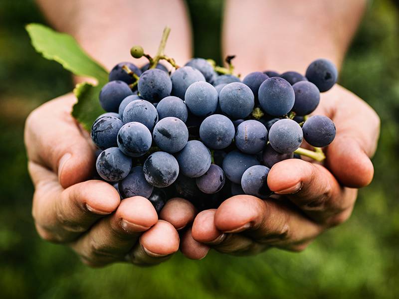 Scientists solve the mystery of when and where wine grapes originated