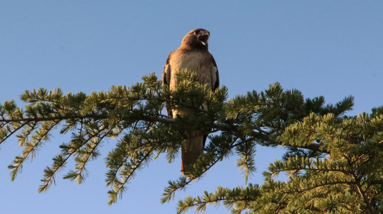 Signs Of A Hawk Lurking Around Your Yard (& What's Attracting It)