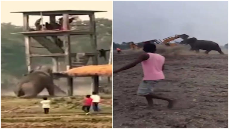 Watch: Wild elephant on rampage targets watchtower, bulldozer in West ...