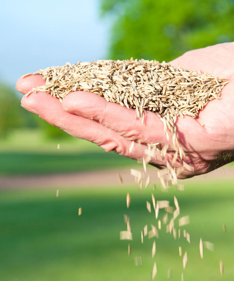 6 steps to overseeding a lawn in spring – to repair and thicken patchy ...