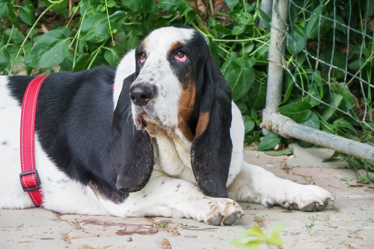 Basset Hound's Unique Coloring Makes Him Look Like a Cow and Everyone's ...