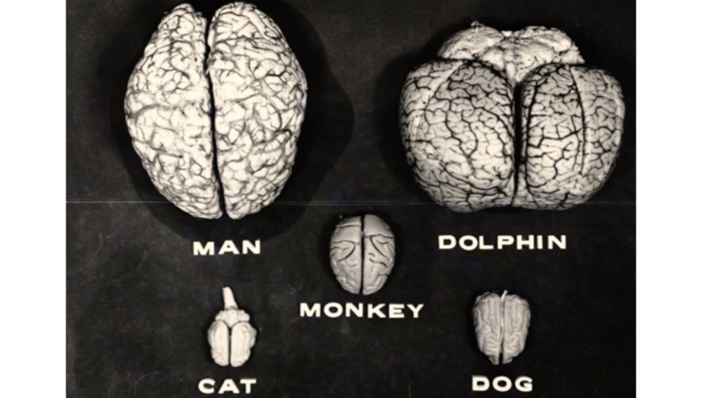 Dolphins, Aliens, LSD: Encountering John Lilly and a Changing America ...