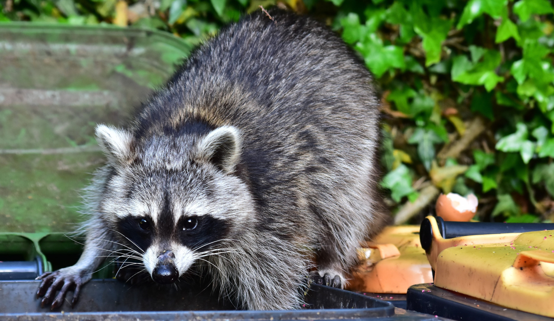 Meet the world's most beautiful nocturnal creatures