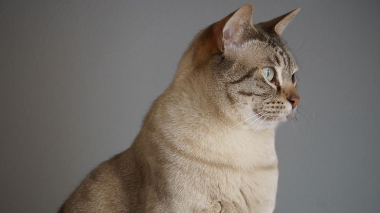 An Underrated Australian Cat Breed Is Also One Of The Most Loyal (And ...