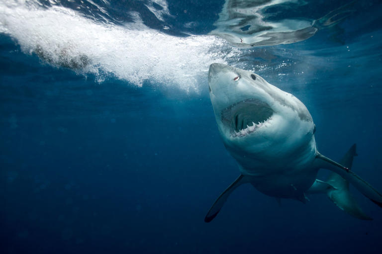 Massive Great White Shark Filmed Cruising In San Diego