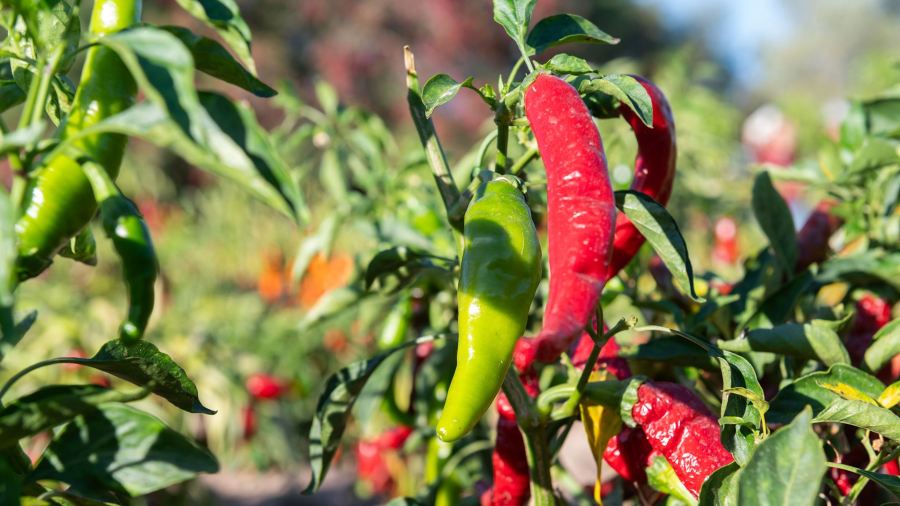 Chile experts converge on Las Cruces for 2-day conference