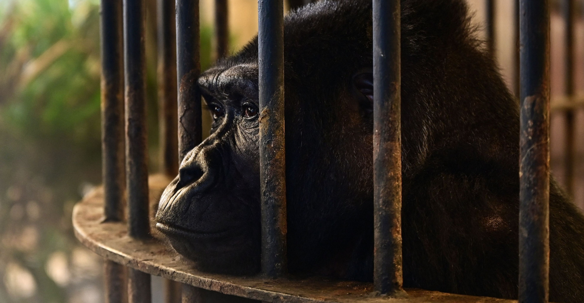 The most tragic zoo attacks of all time
