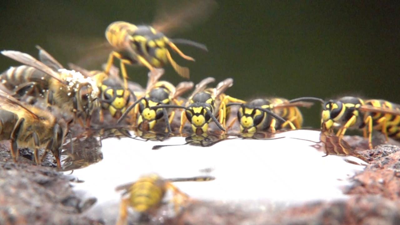 German Wasps and Honeybees In Slow Motion