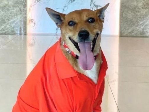 Princess adopts dog that waited outside store for months after owner died