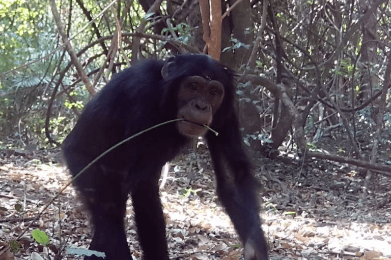 Chimps remember, for years, the location of ant nests that provide food
