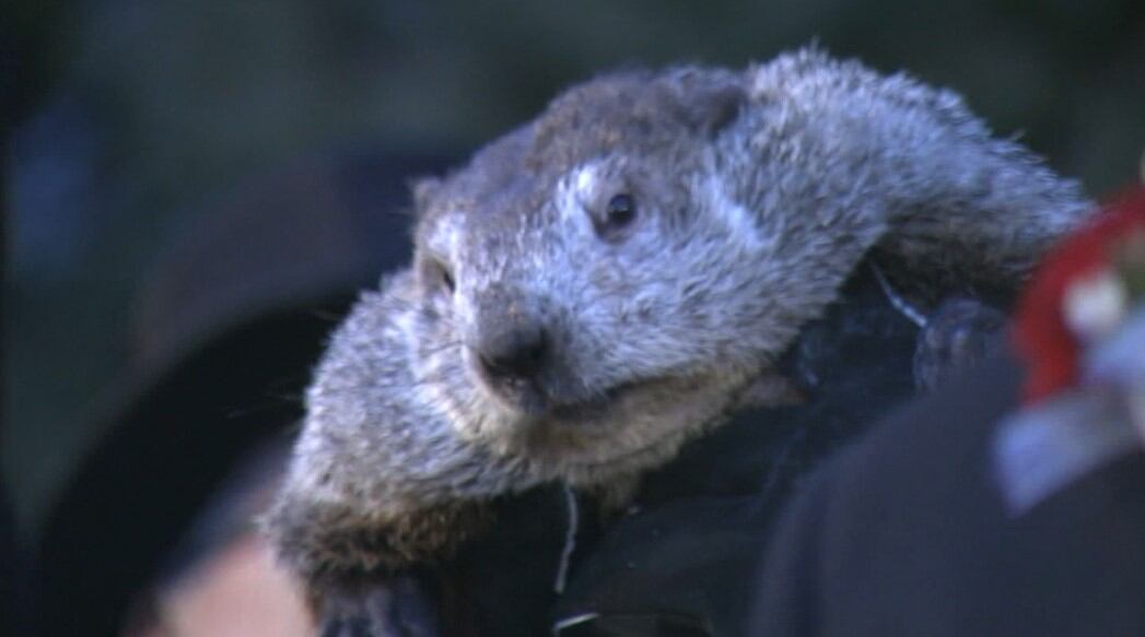 Sun Prairie’s Jimmy the Groundhog ranks 6th for accuracy in the nation ...
