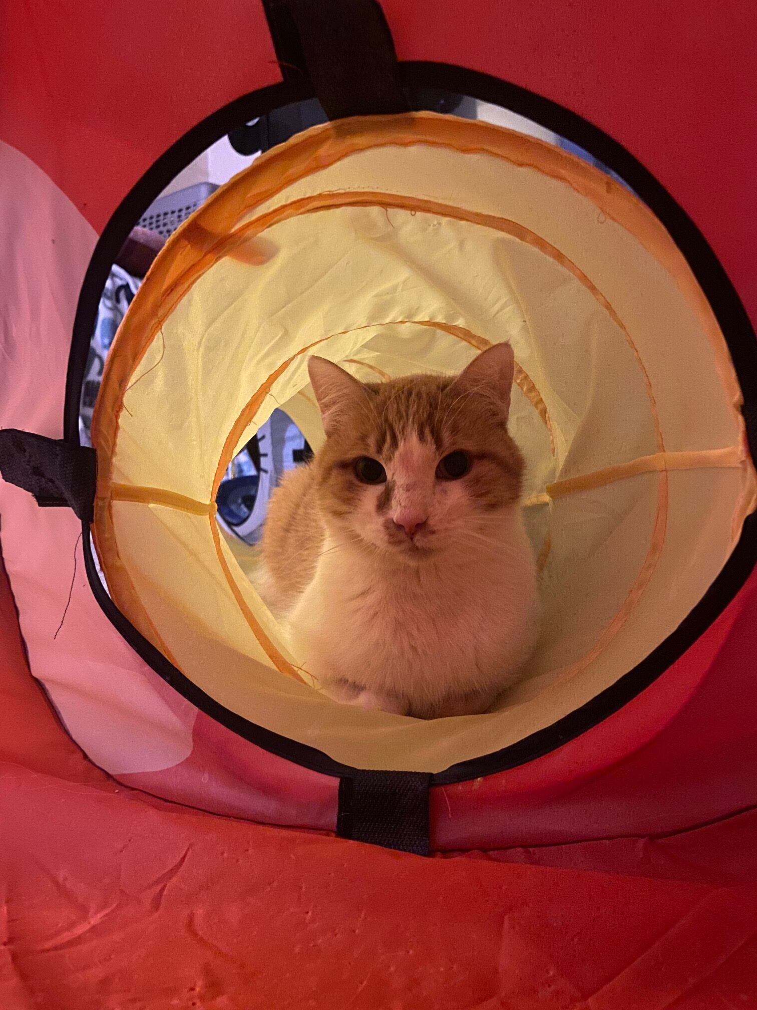 Rufus, the cat, looking for quiet home