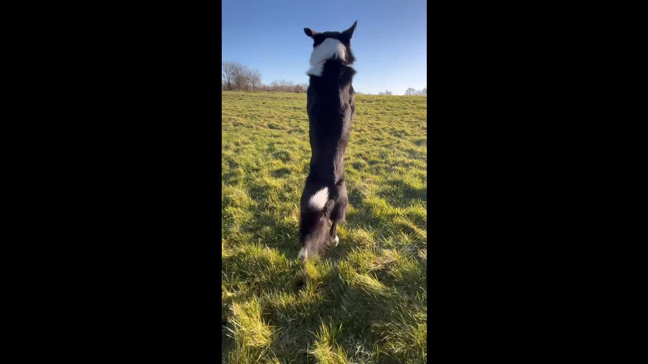 Two Dogs Hop Across Field On Two Feet