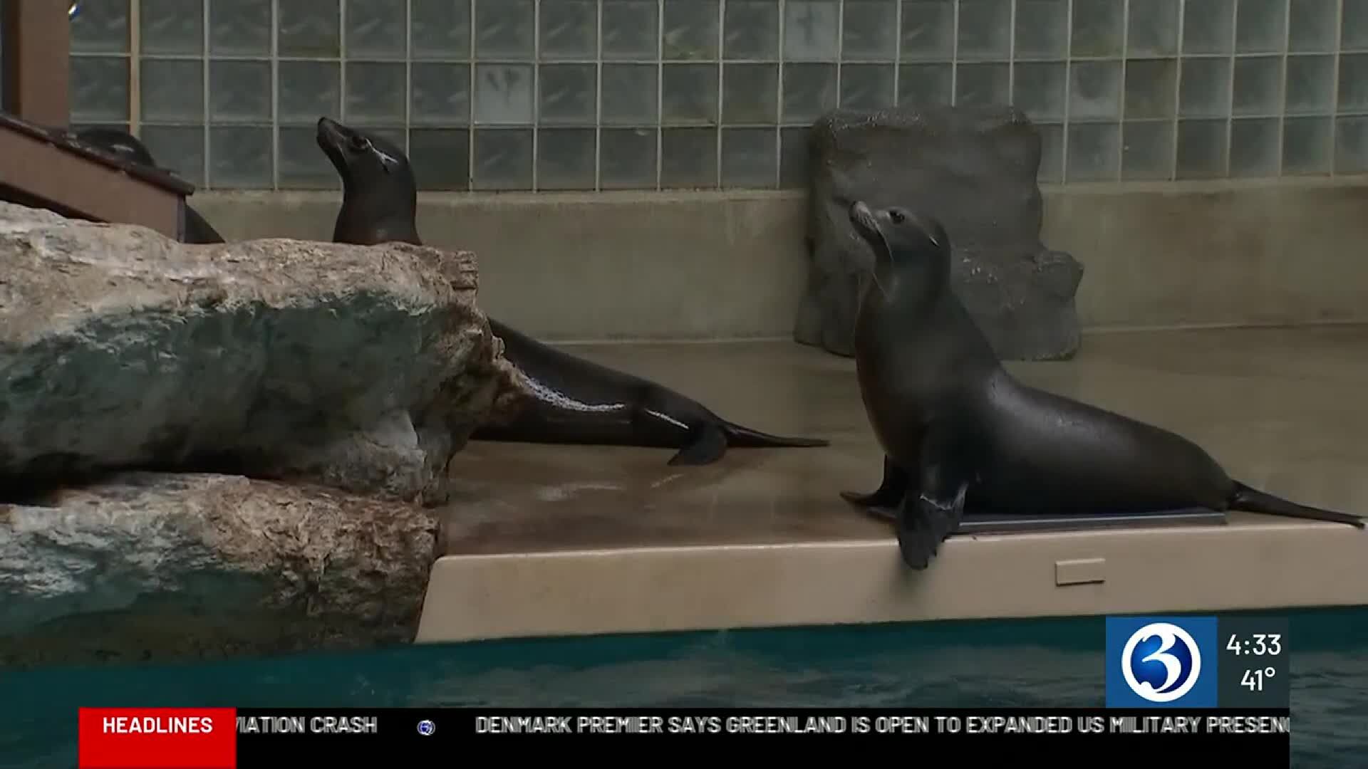 Using AI to decode animal language