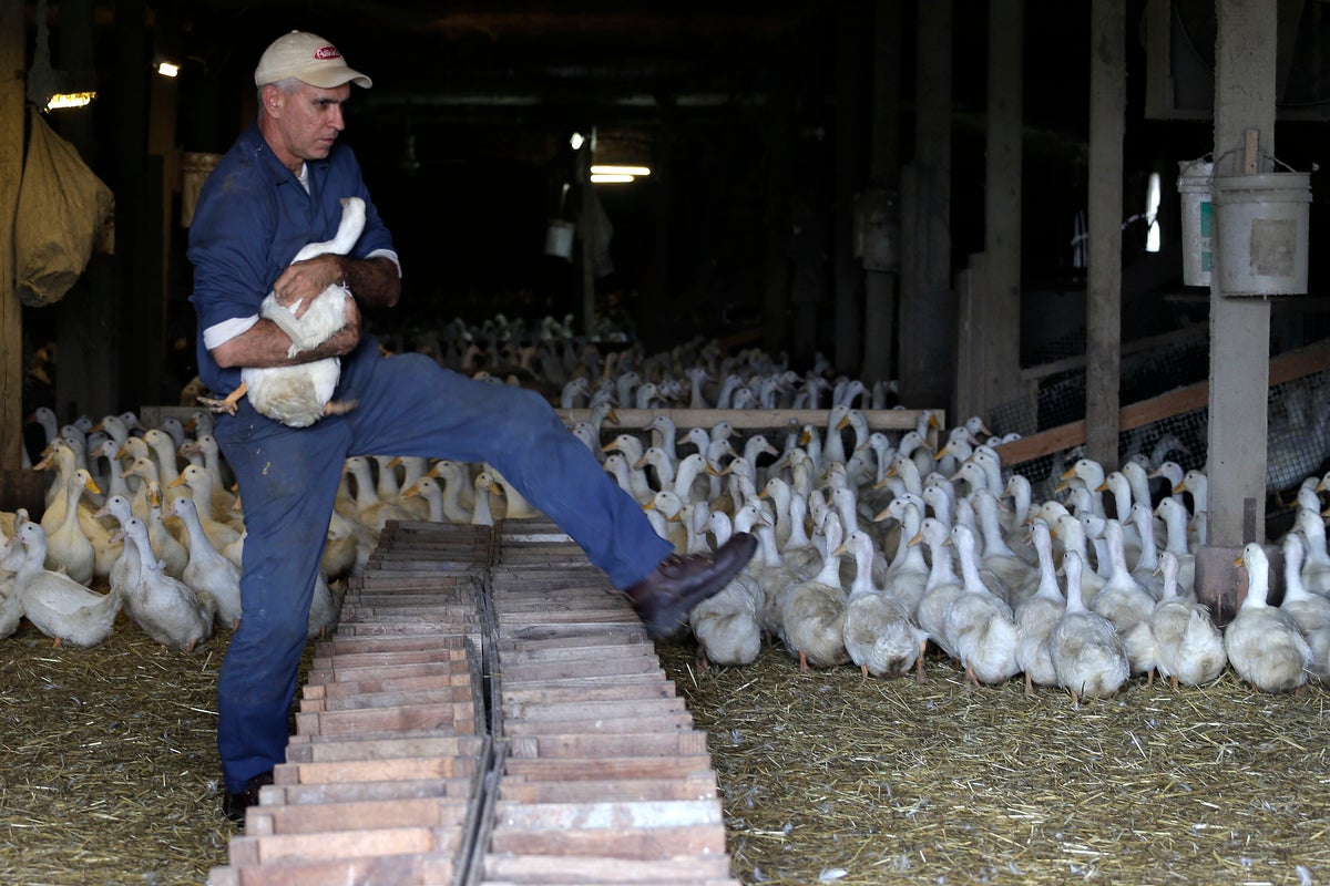 Experts are anxious that bird flu could become airborne — and jump ...