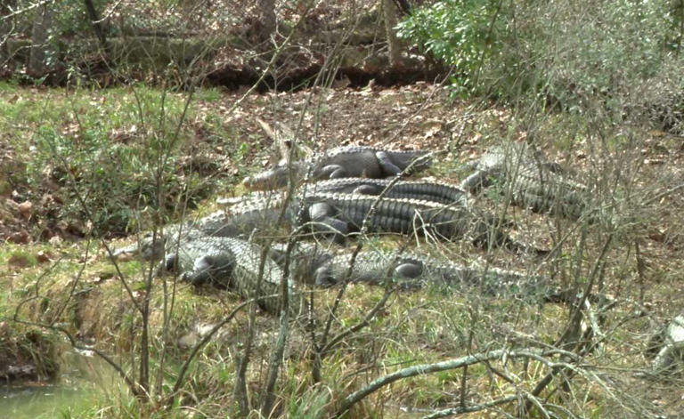 JPS students adopt Jackson Zoo animals