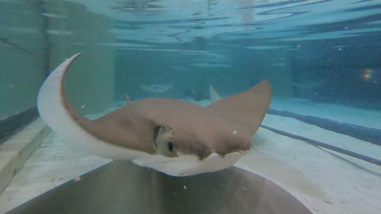 Florida Aquarium's early detection of rare cancer allows stingray to ...