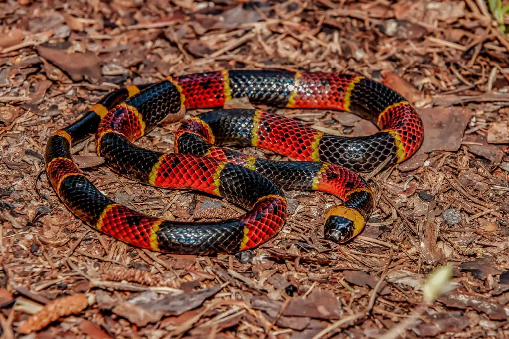 Danger Zone: Meet the Most Venomous Animals in the United States