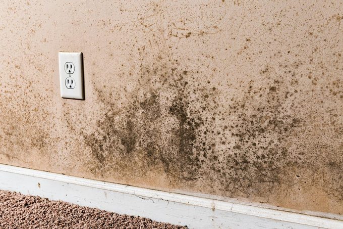 10 Warning Signs of Mold Toxicity, According to an Air Quality Expert