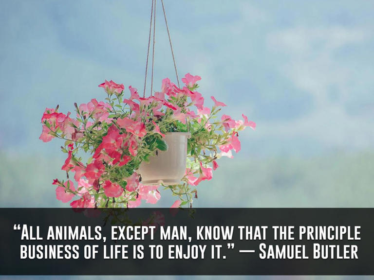 100+ Beautiful Happiness Quotes to Fill Your Heart with Joy