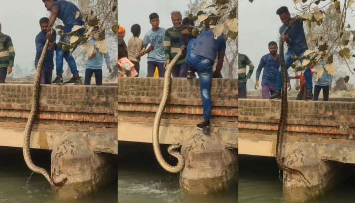 Viral video: వీడియో చూస్తే గూస్ బంప్స్ రావడం పక్కా.. భారీ కొండ చిలువను ఎంత కూల్ గా సేవ్ చేశాడో ...