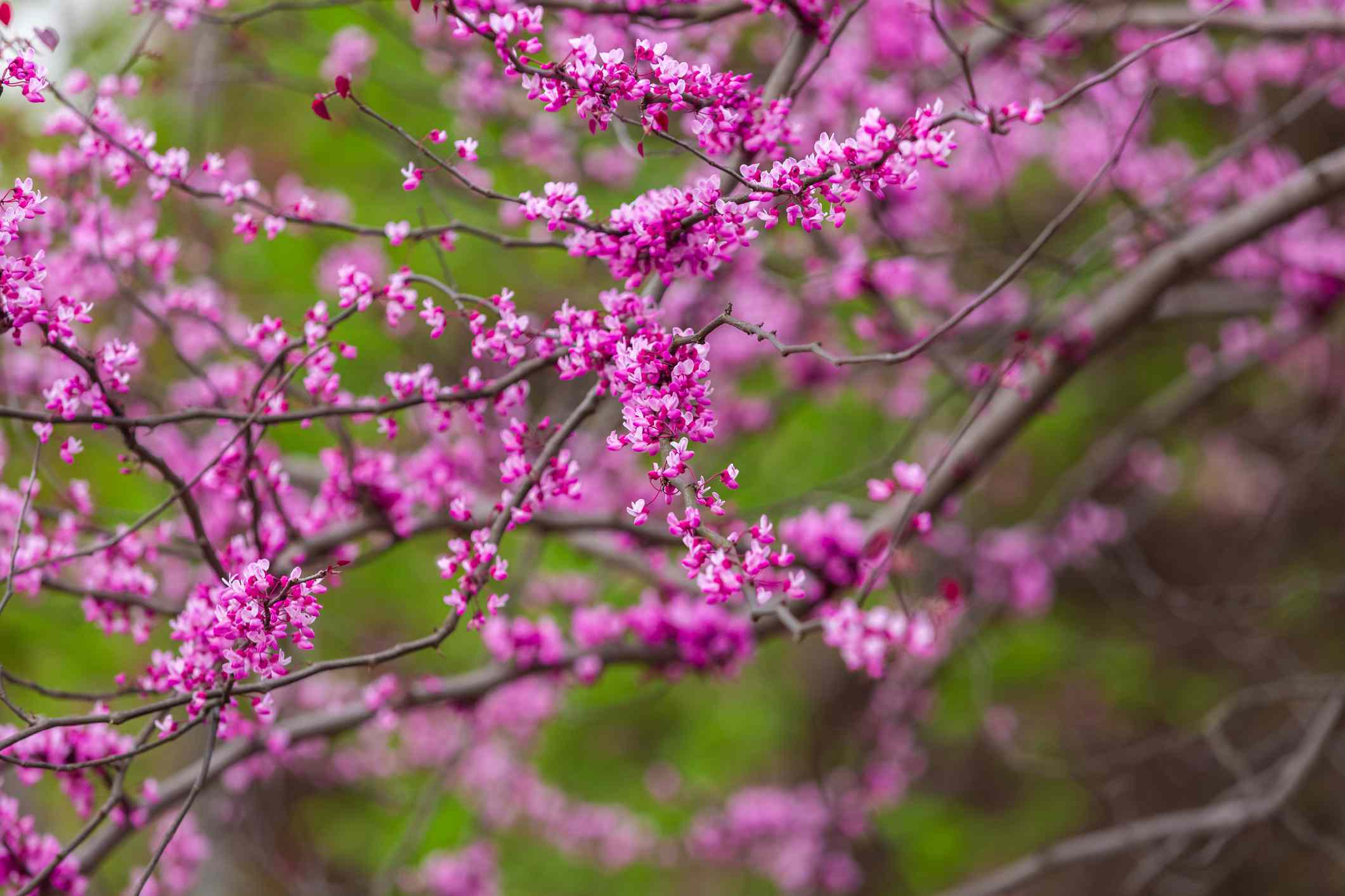 How To Grow And Care For Redbuds