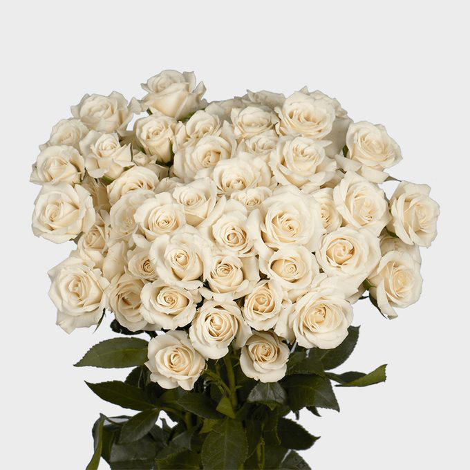 16 rose color meanings to help you pick the perfect bloom every time