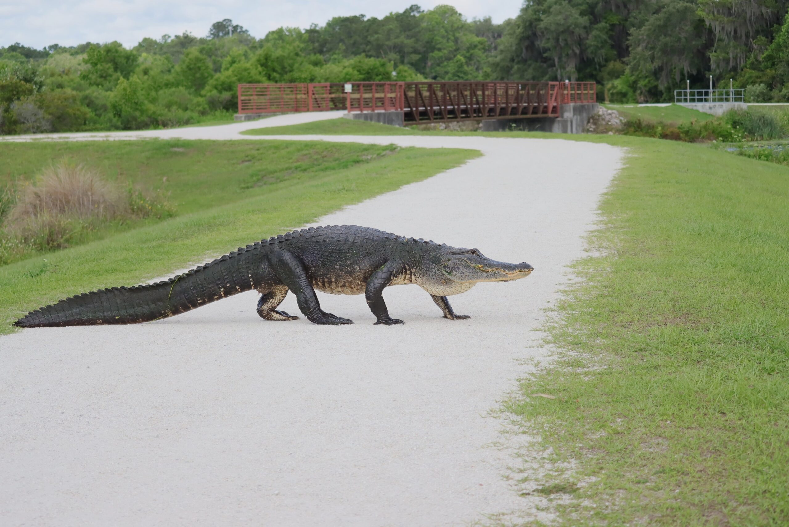 8 Wildlife Encounters in Florida: A Journey Through Nature’s Wonders