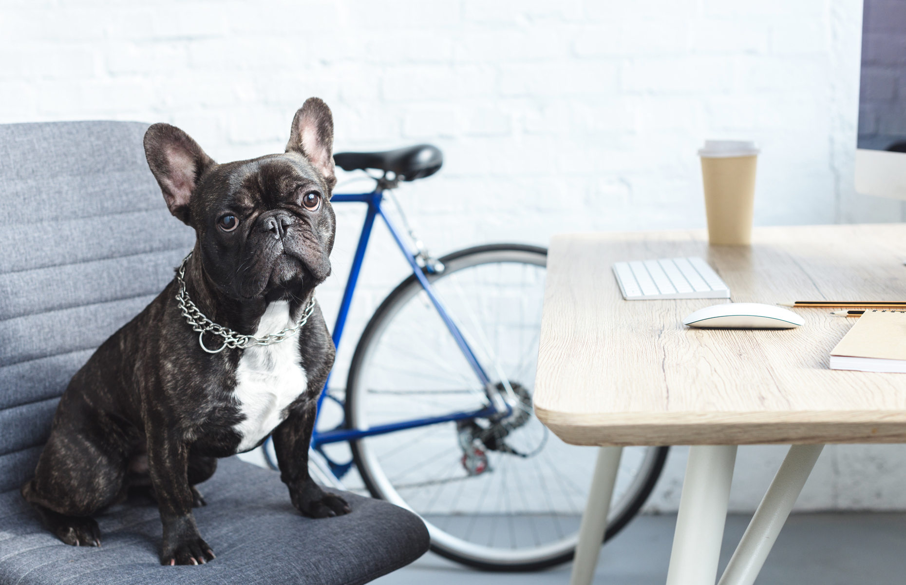20 adorable photos of dogs at the office