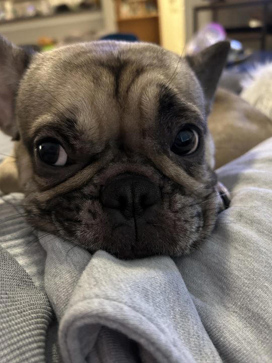 ‘I just want my dog back’: Man says he was robbed at gunpoint for ...