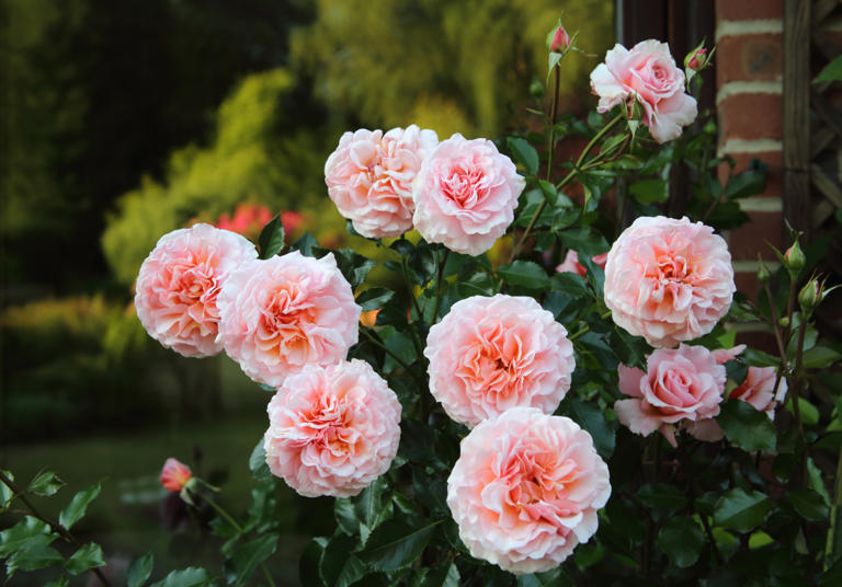 Growing Roses From Seed: Expert Tips for Successfully Starting Your Own ...