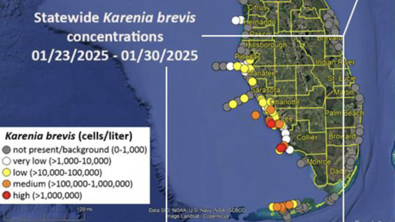 Red Tide Outbreak Grows Off Southwest Florida