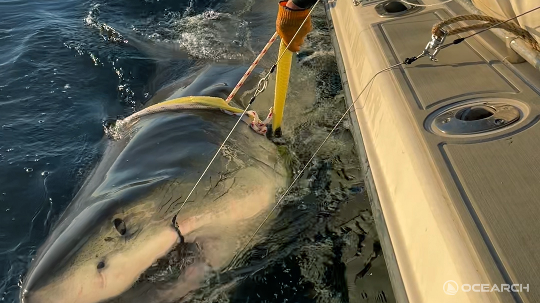 Colossal white shark tagged by OCEARCH, frequent Florida visitor, pings ...