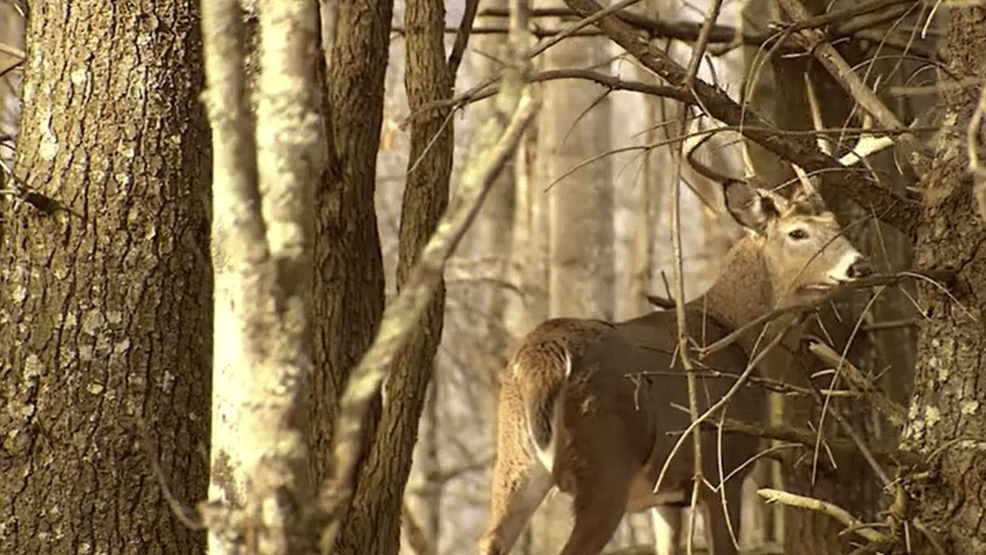 Record deer harvest fuels community support through 'Hunters Sharing ...