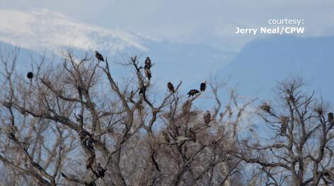 Colorado Parks and Wildlife studies increase in bald eagle population ...