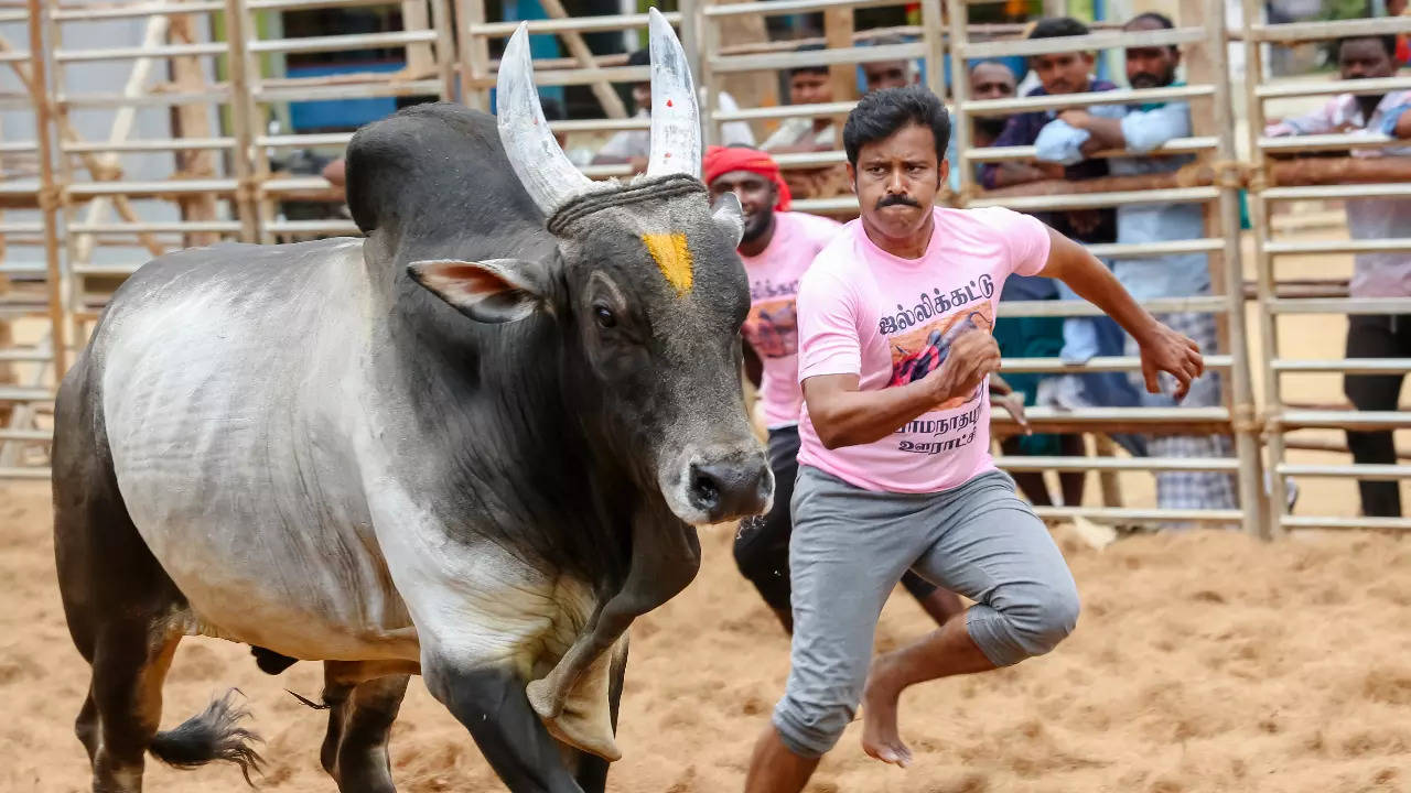 Dinesh plays dual roles in a jallikattu-based comedy-action drama