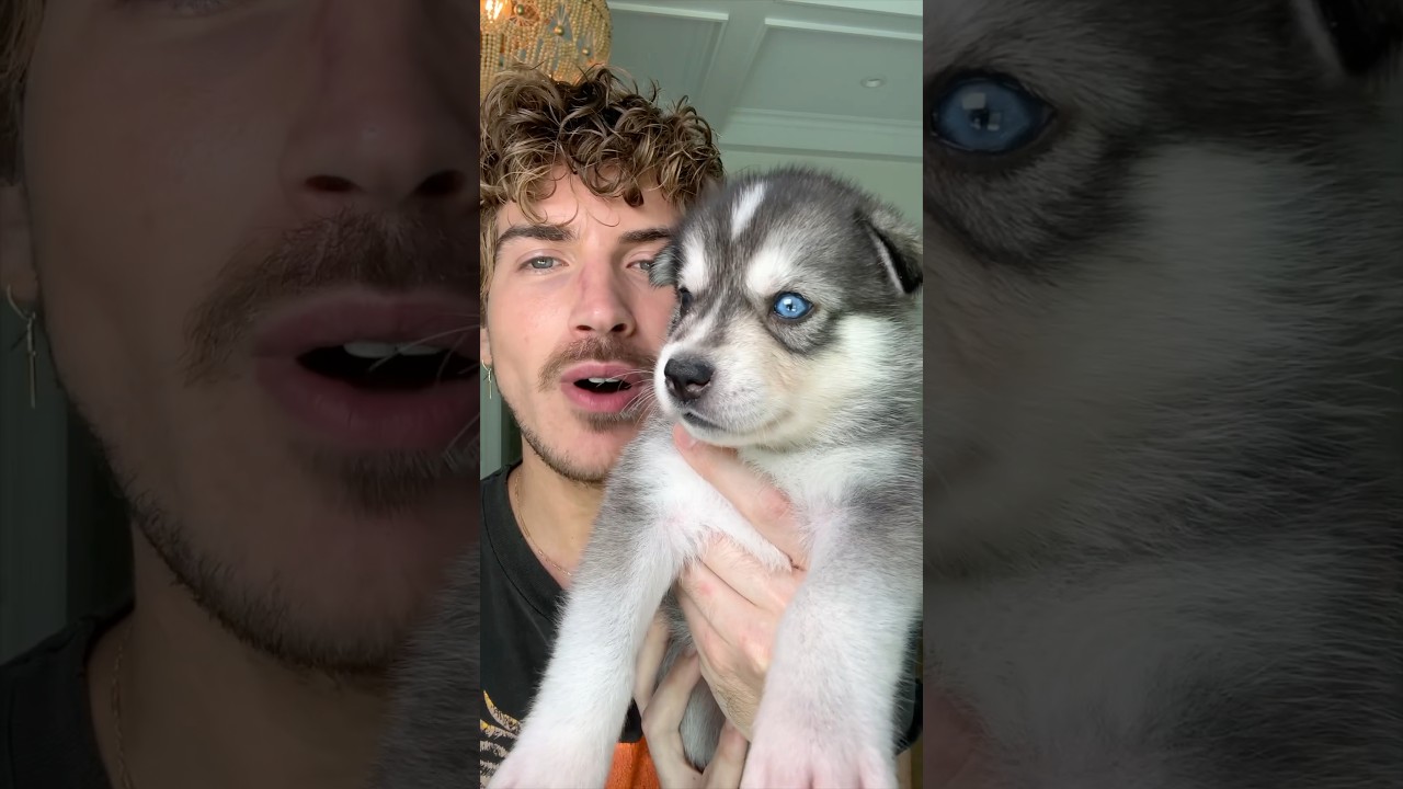 Husky puppies get pop star inspired names
