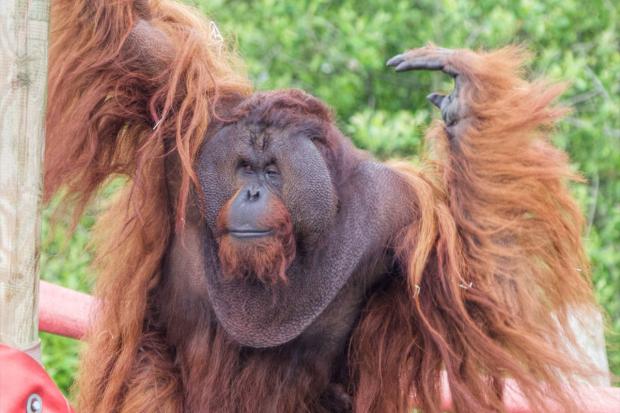 Monkey World offering half-price kids tickets this half-term