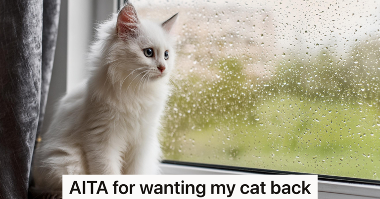 Girl’s Parents Give Her Two Cats And Tell Her That They Are Her Cats ...