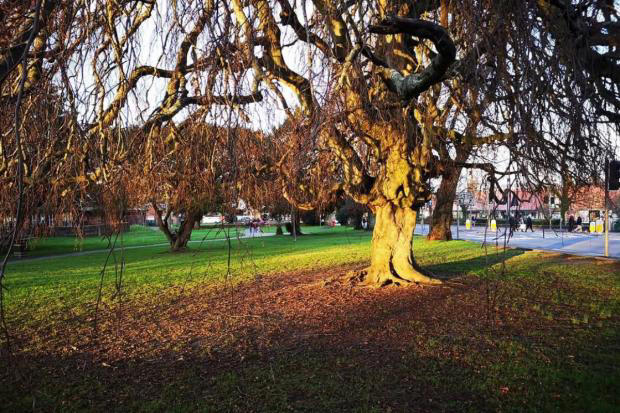 Historic Church Litten tree to be removed over safety concerns