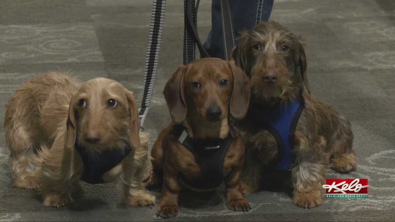The return of the Sioux Falls Fighting Wiener Dogs
