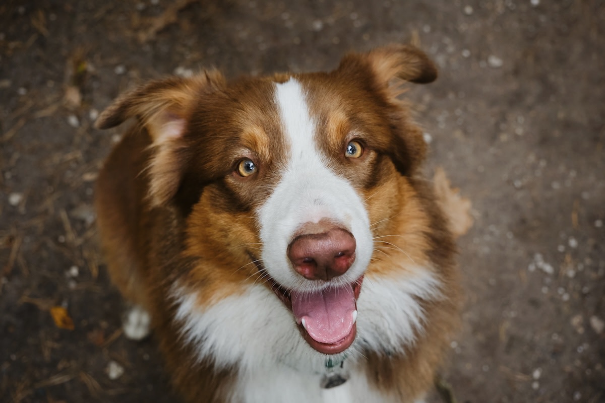 Deaf Australian Shepherd's Joy Over Communicating in Sign Language Will ...