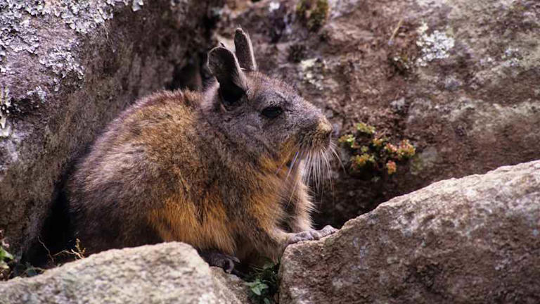 Five national parks in Chile you simply cannot miss