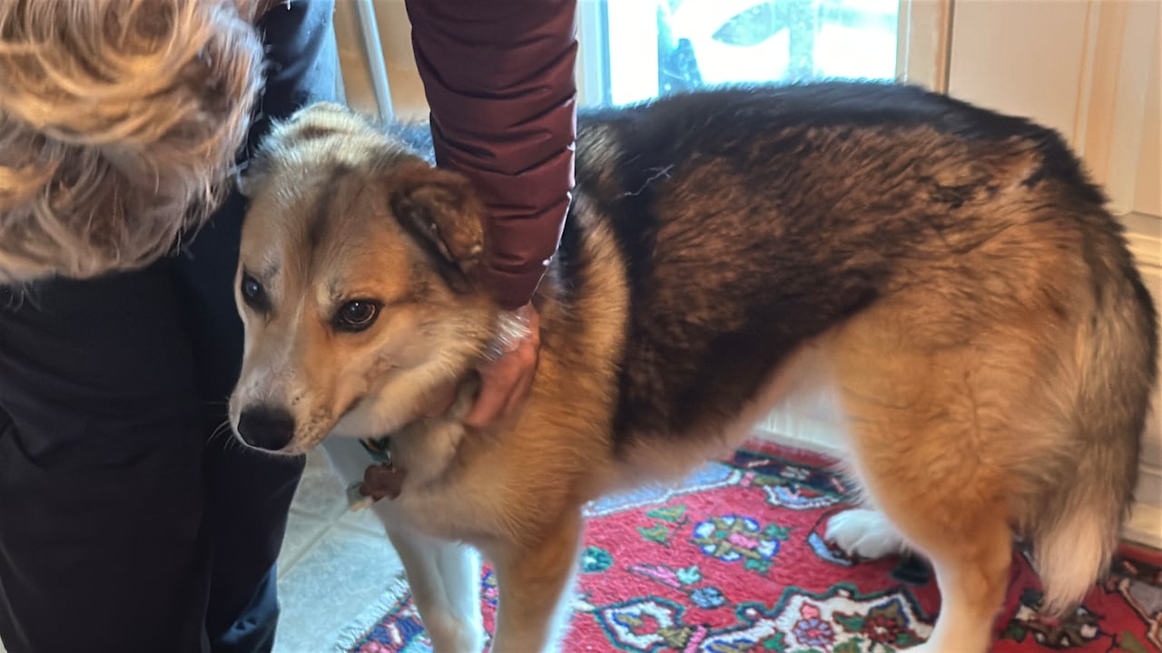 Off-leash dog attacks spark safety concerns in Yellowknife