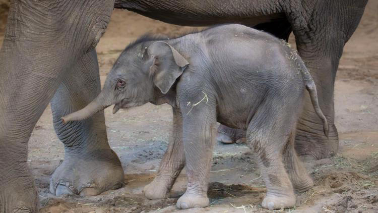 Oregon Zoo reveals gender of new baby elephant